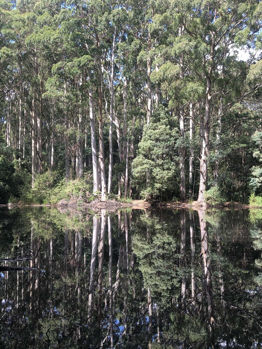 Sanatorium Lake Eco-Trail (2.5km) - Macedon Regional Park, VIC